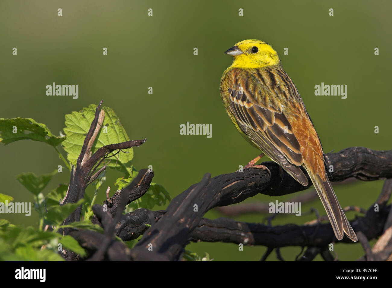 Yellowhammer sit hi-res stock photography and images - Alamy
