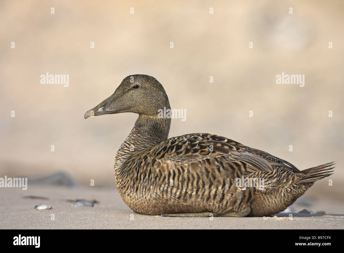 King Eider Hen