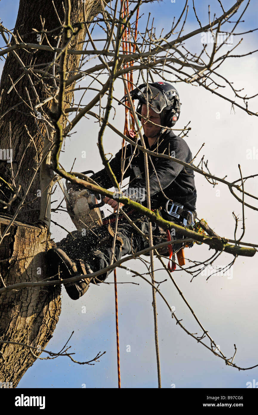 Tree surgeon working on a 60 foot ash tree. Kendal, Cumbria, England ...