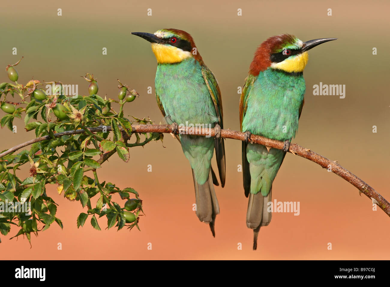 Aerial insect eater hi-res stock photography and images - Alamy