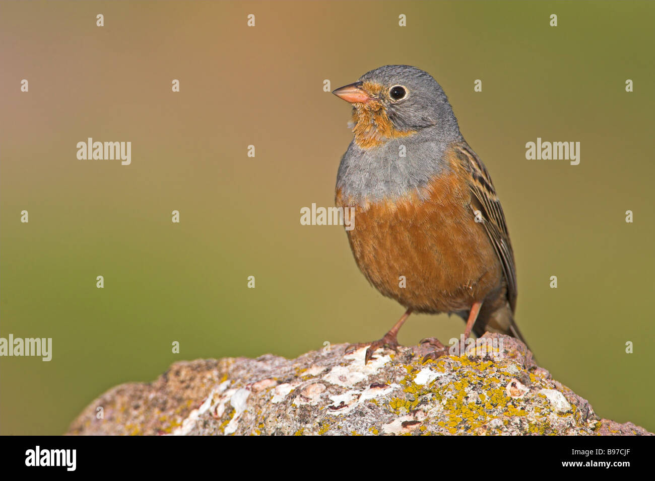 Bunting bird birds animal animals hi-res stock photography and images ...