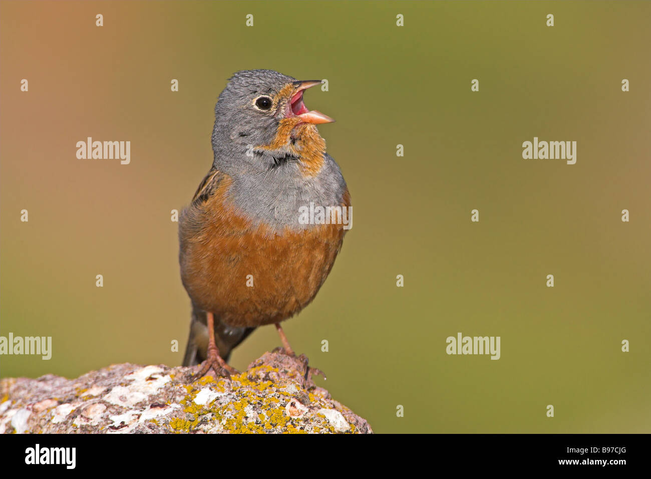 Bunting bird birds animal animals hi-res stock photography and images ...