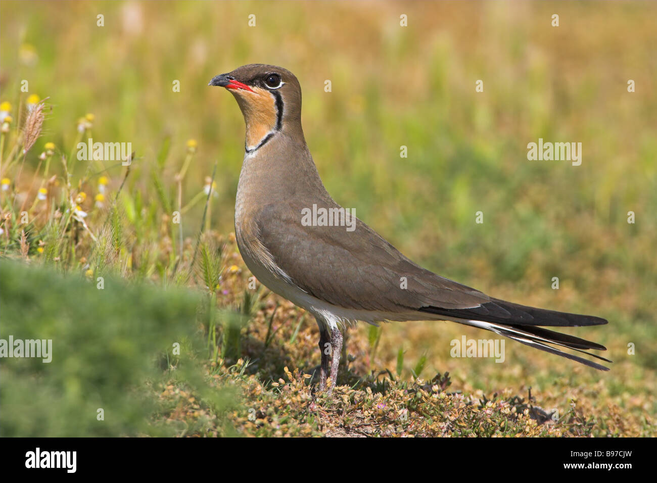 Collared pratincoles hi-res stock photography and images - Alamy