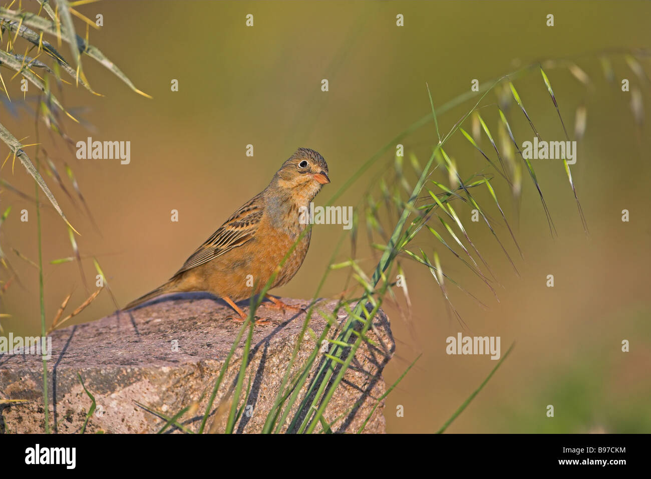Bunting bird birds animal animals hi-res stock photography and images ...