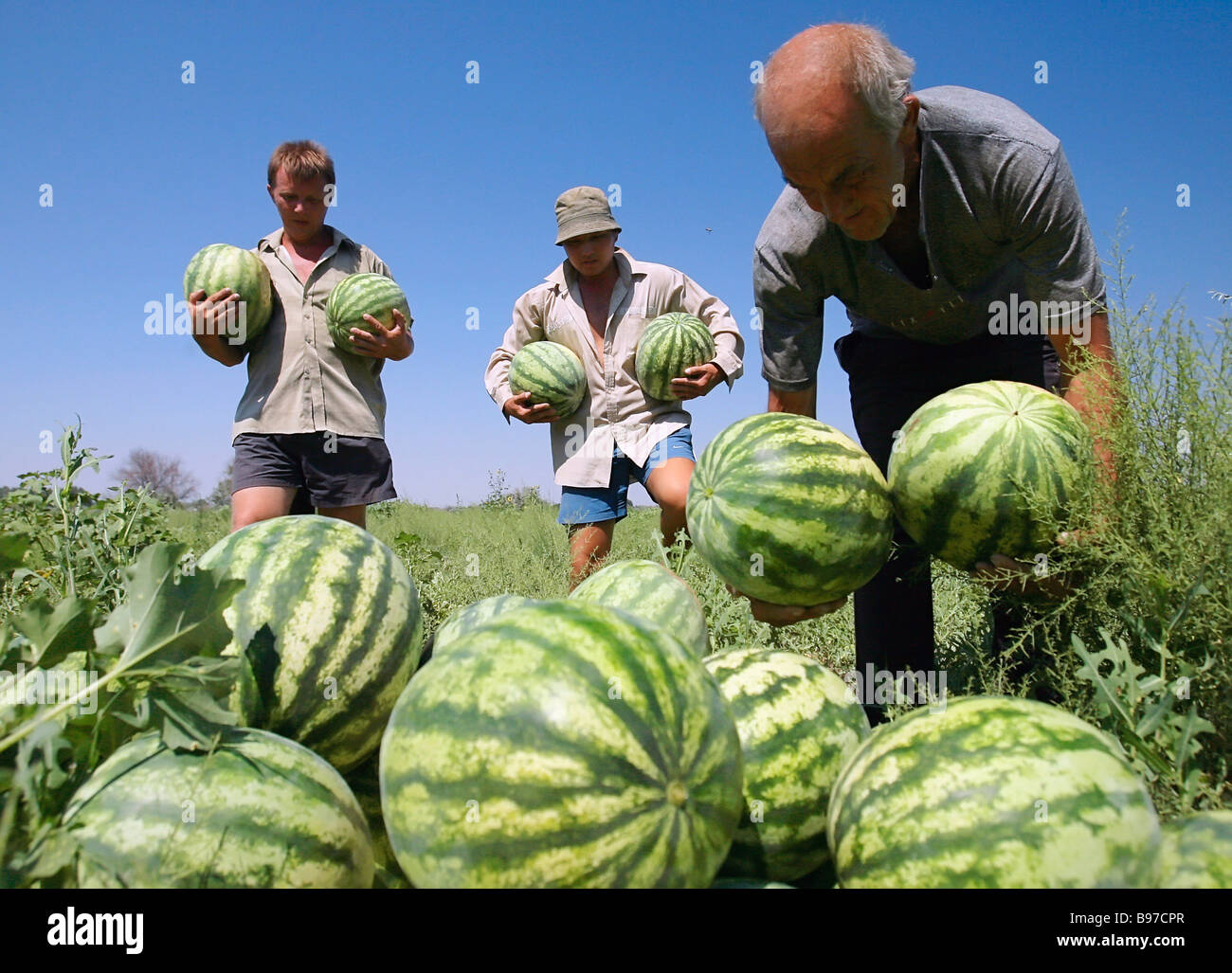 Water melon harvesting at a farm in the Volga region of Astrakhan Stock ...
