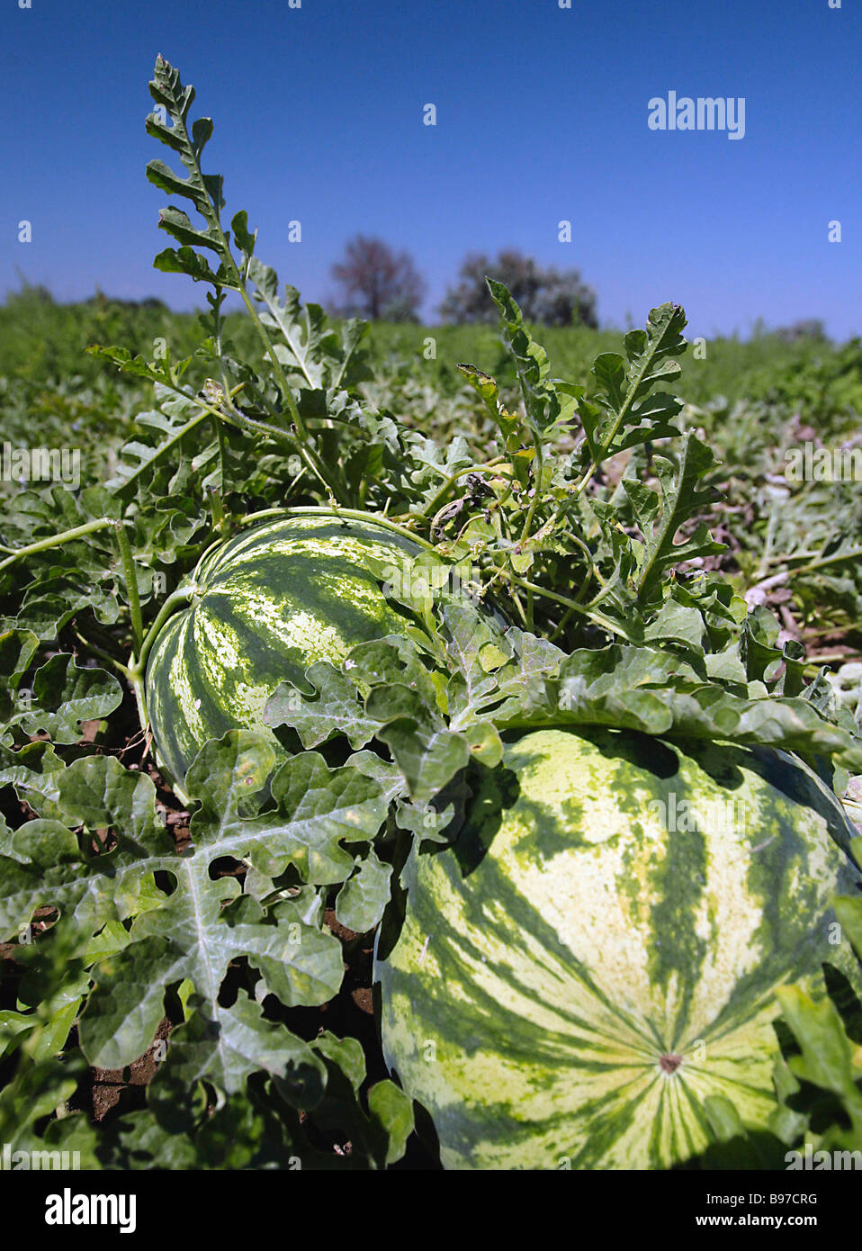 Water melon harvesting at a farm in the Volga region of Astrakhan Stock ...