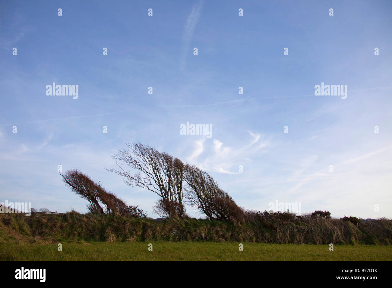 Wind swept tree on hedge, blue sky in Pembrokeshire West Wales UK ...