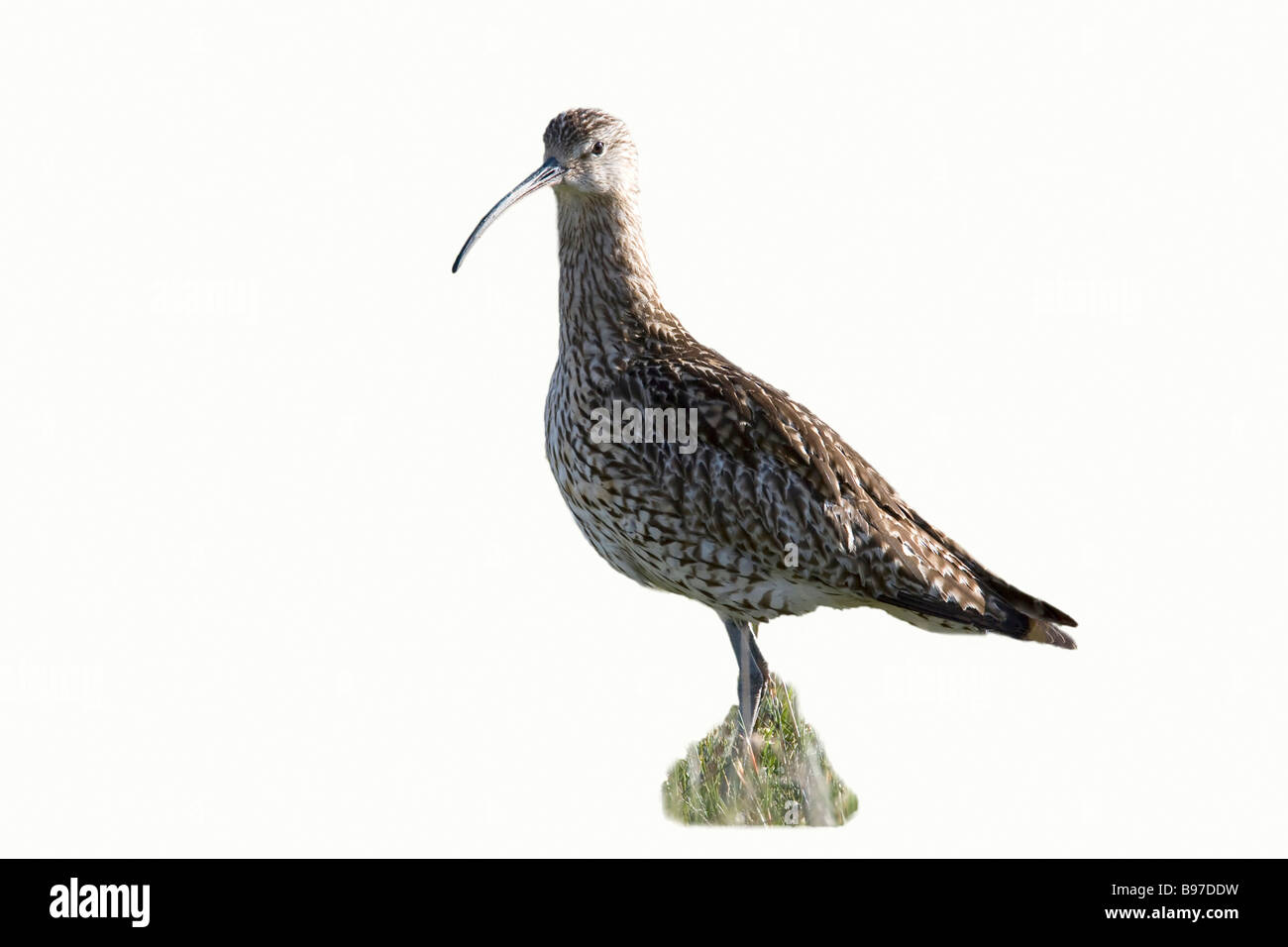 Wimbrel / Curlew Cutout Stock Photo - Alamy