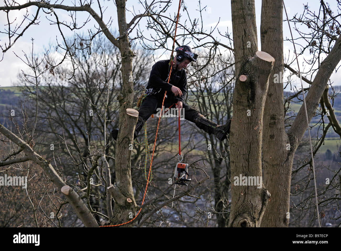 Scaling a tree hi-res stock photography and images - Alamy