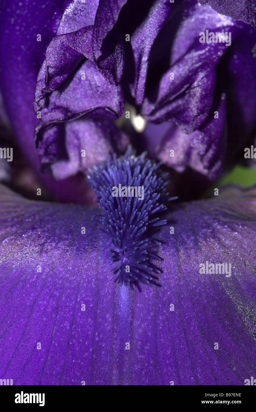 deep Blue Bearded Iris flower closeup Stock Photo - Alamy