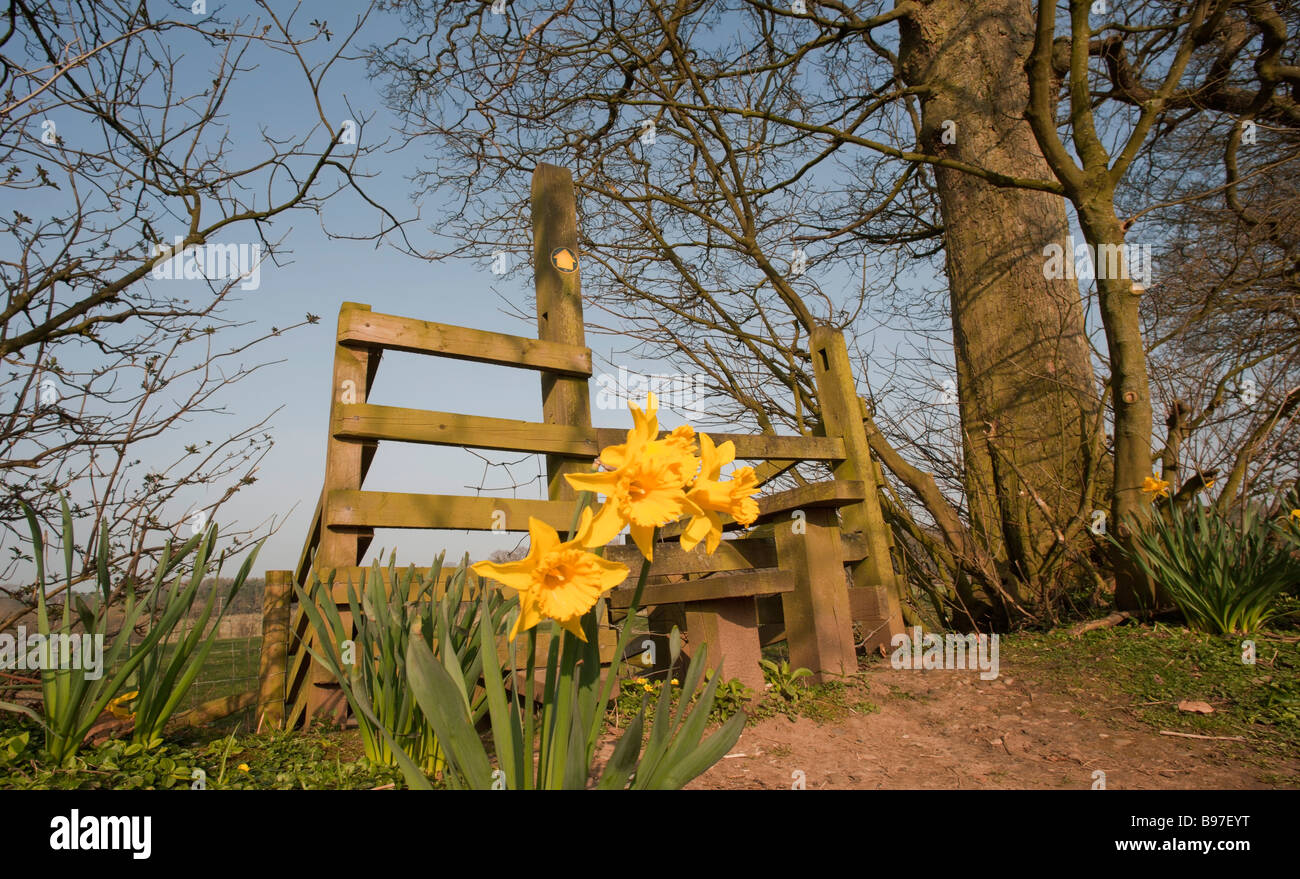Yellow daffodil wild flowers growing wild in the countryside Stock ...