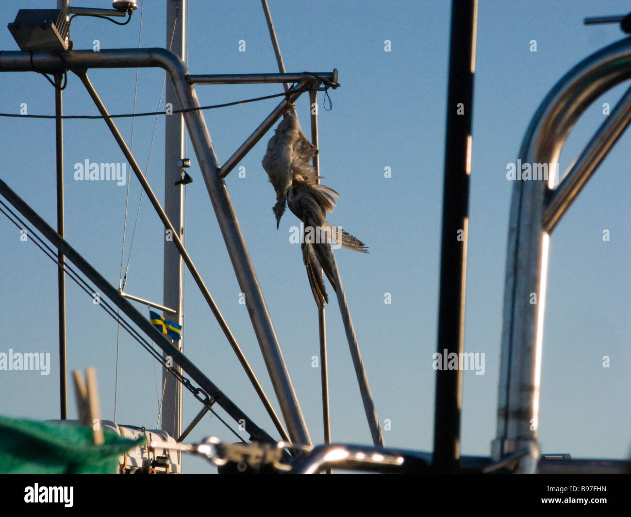 Dead carcass seagull sea hi-res stock photography and images - Alamy