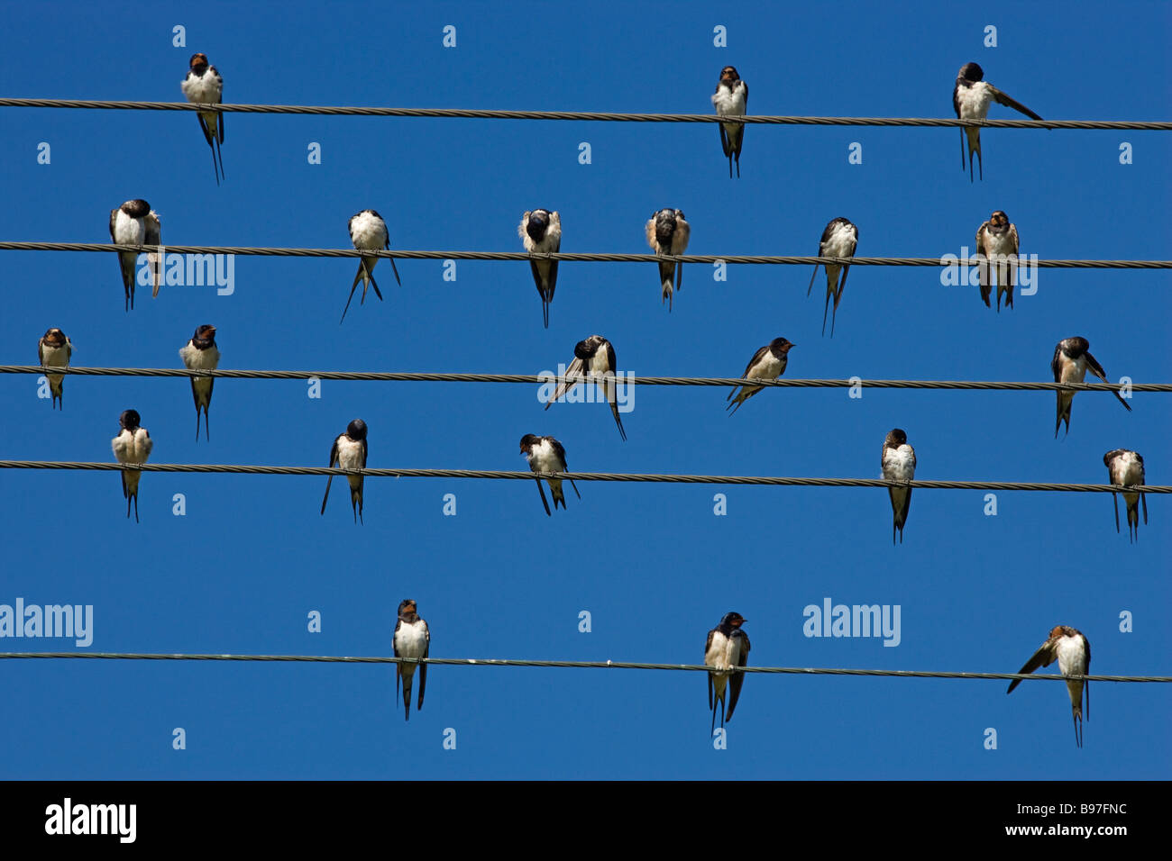 Barn Swallow Migration