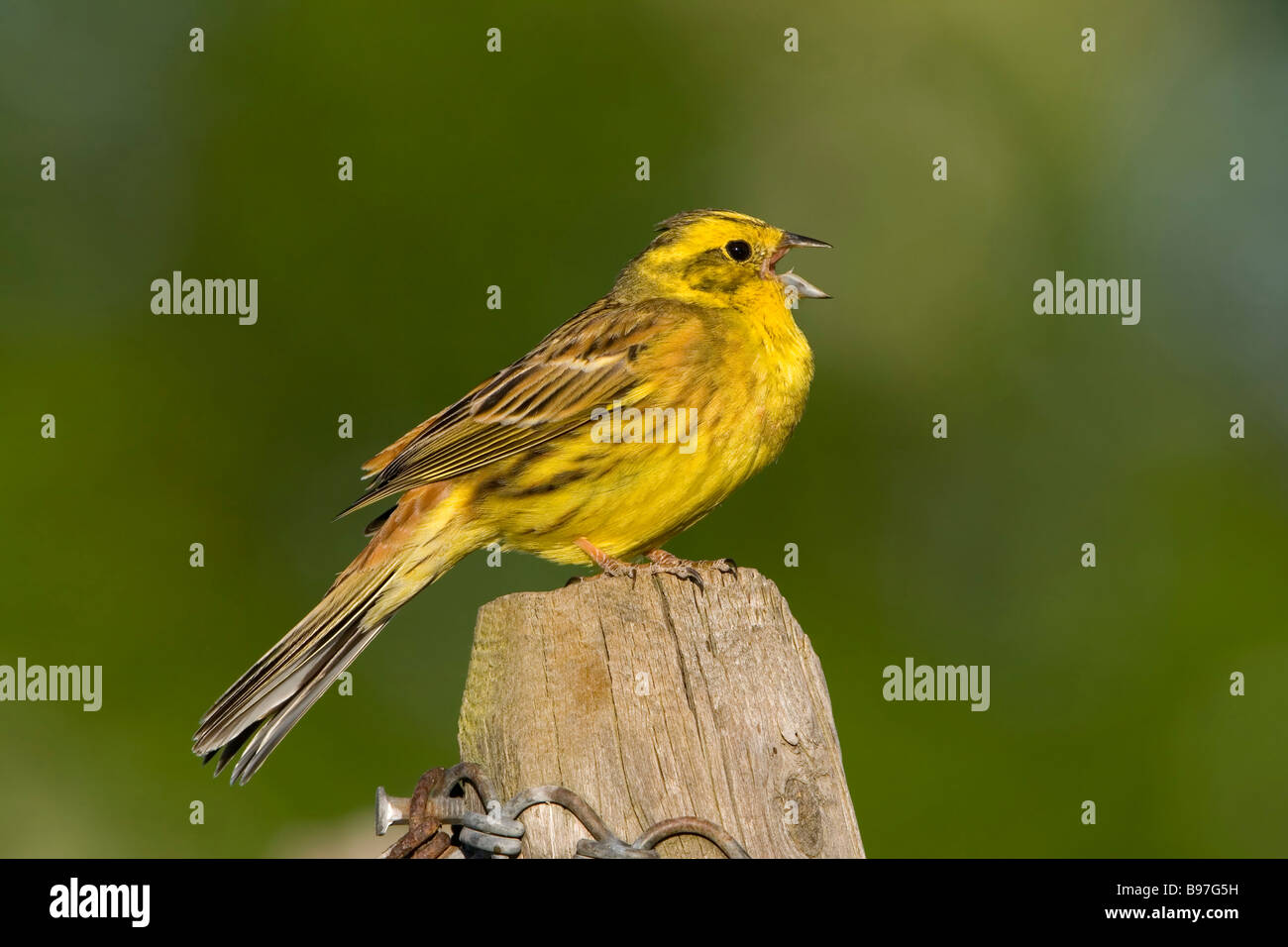 Yellowhammer bird birds hi-res stock photography and images - Alamy