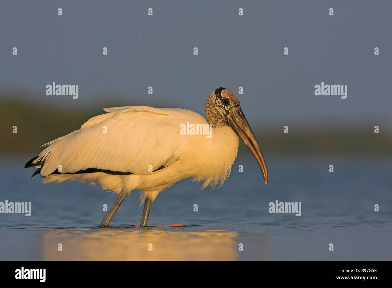Live stork hi-res stock photography and images - Alamy