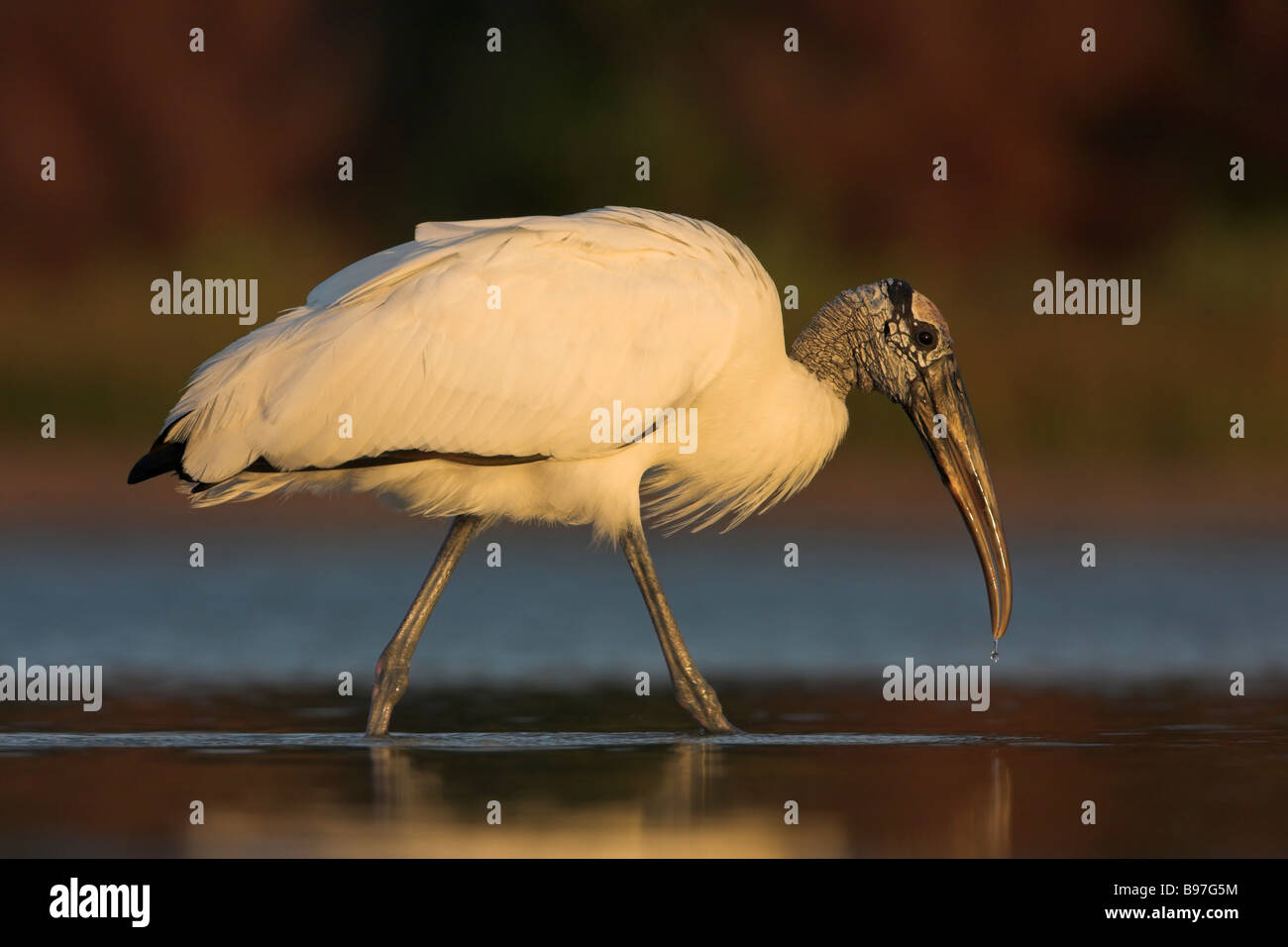 Live stork hi-res stock photography and images - Alamy