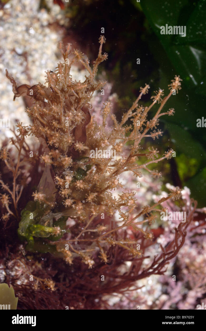 Hydroid Coryne pusilla Corynidae attached to seaweed in a rockpool UK ...