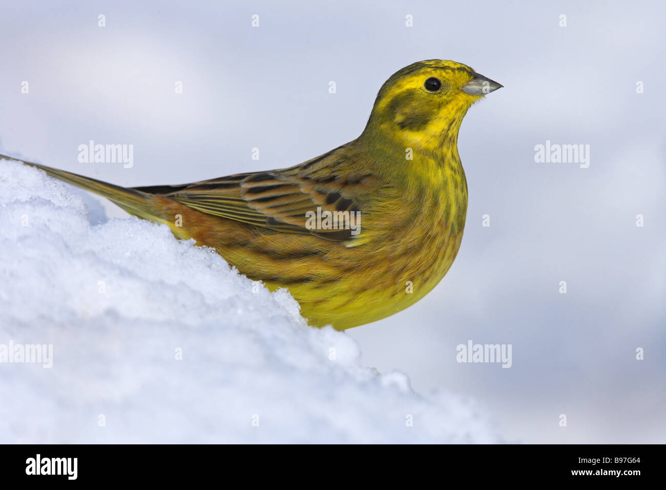 Yellowhammer sit hi-res stock photography and images - Alamy