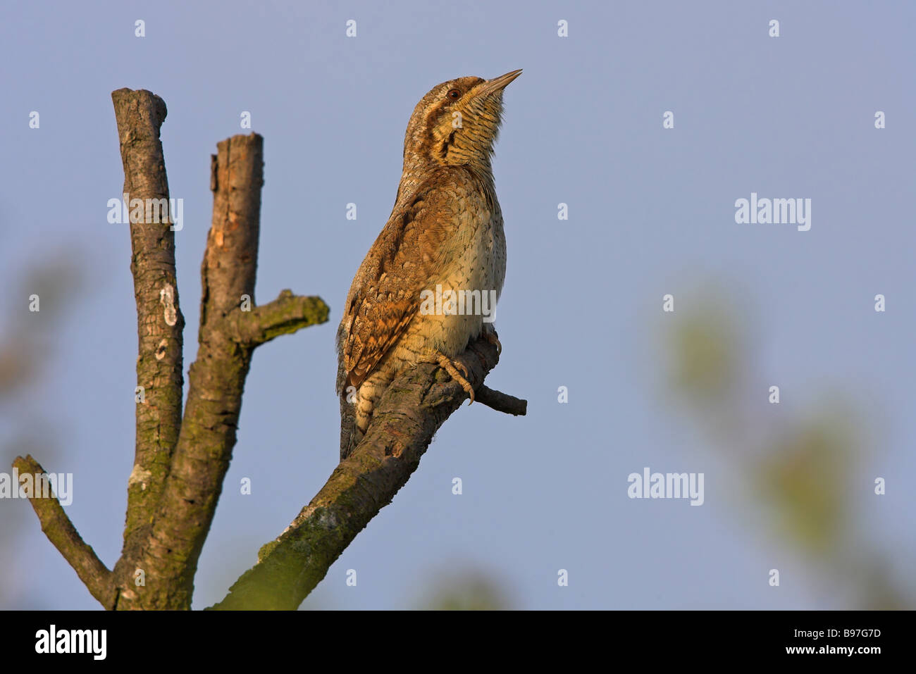 Bird birds eurasian wryneck hi-res stock photography and images - Alamy