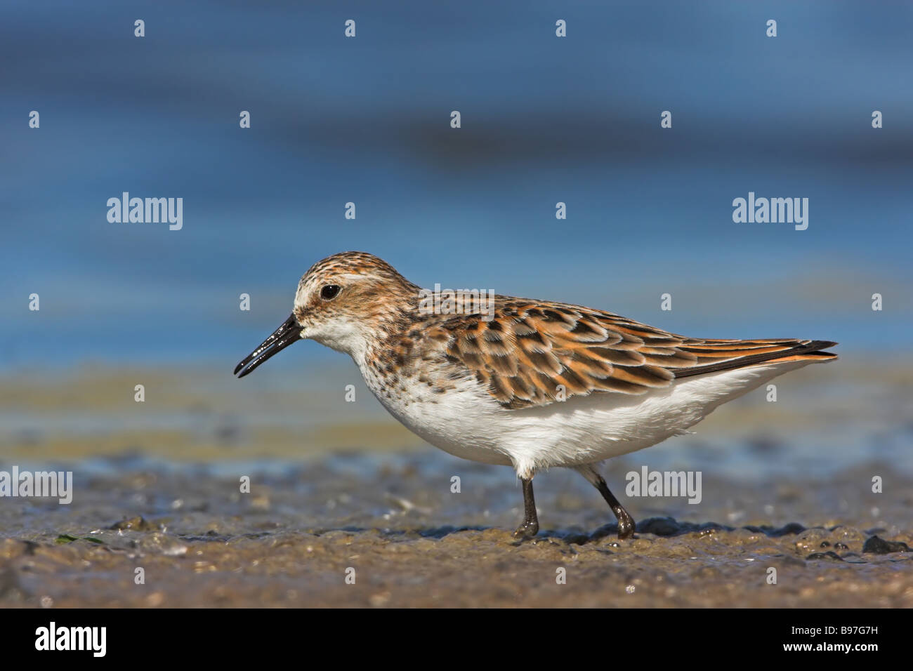 Animal addicts hi-res stock photography and images - Alamy