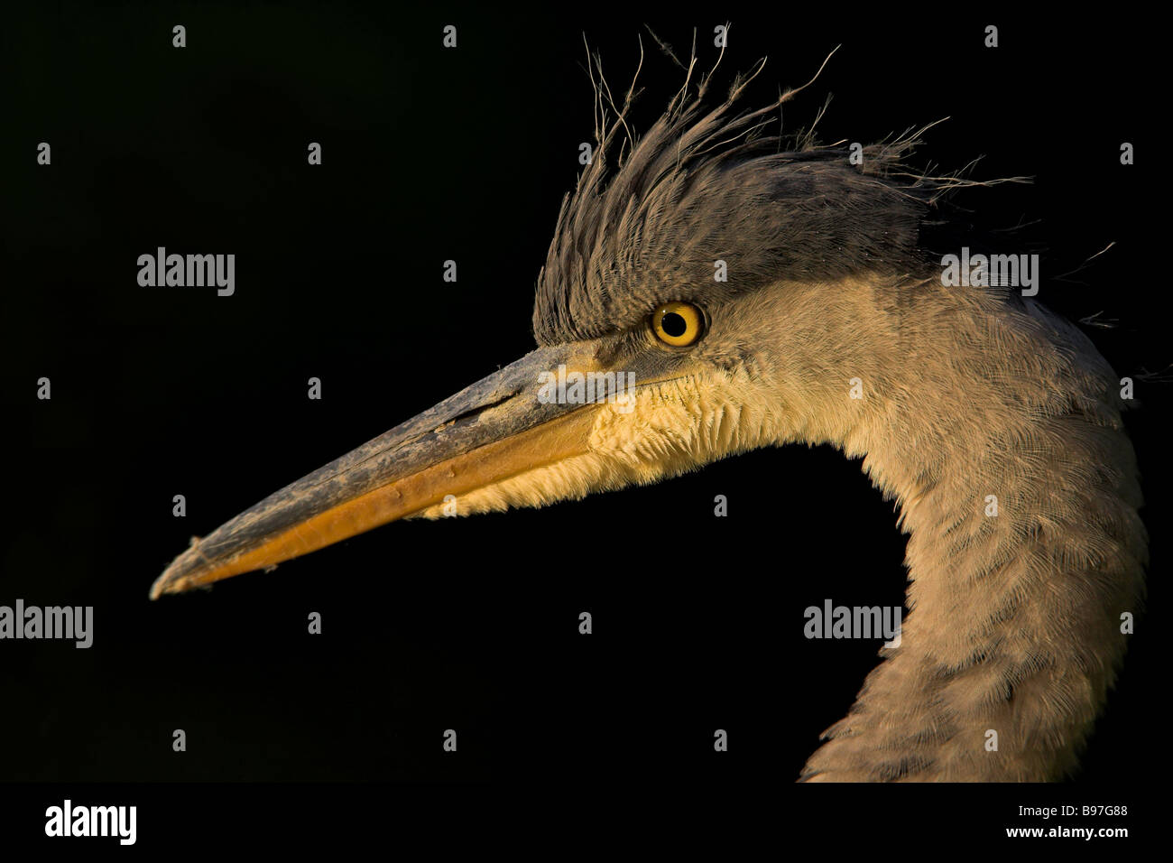 Heron head detail hi-res stock photography and images - Alamy