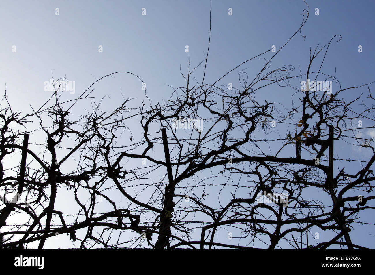 empty tangled vine bush against blue sky Stock Photo - Alamy