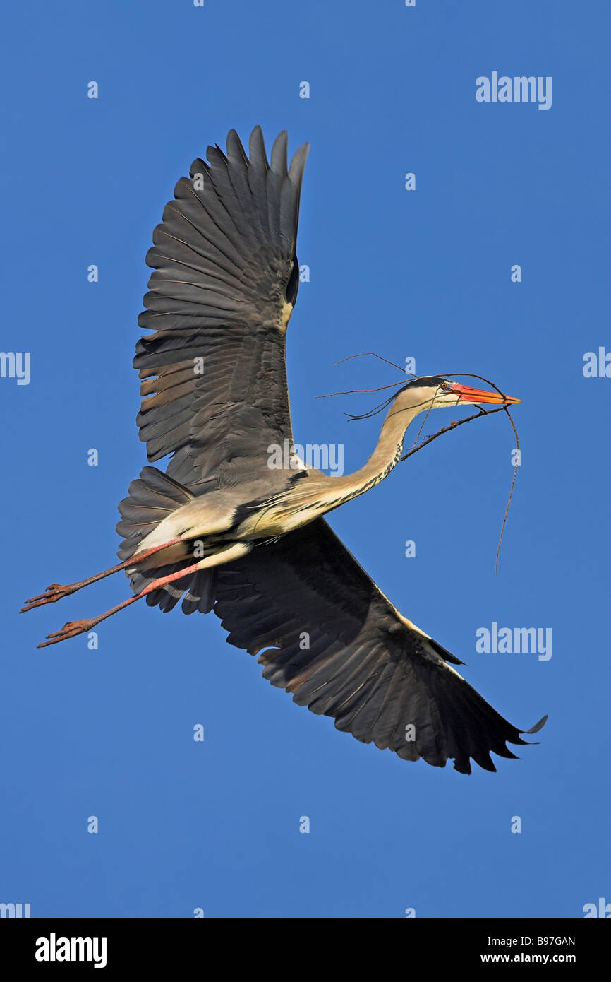 Heron grey hi-res stock photography and images - Alamy