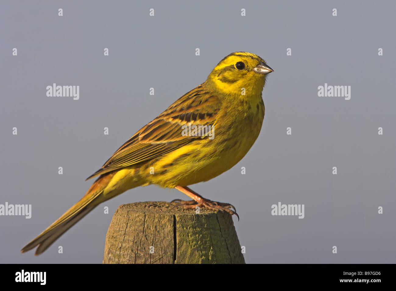 Yellowhammer bird birds hi-res stock photography and images - Alamy