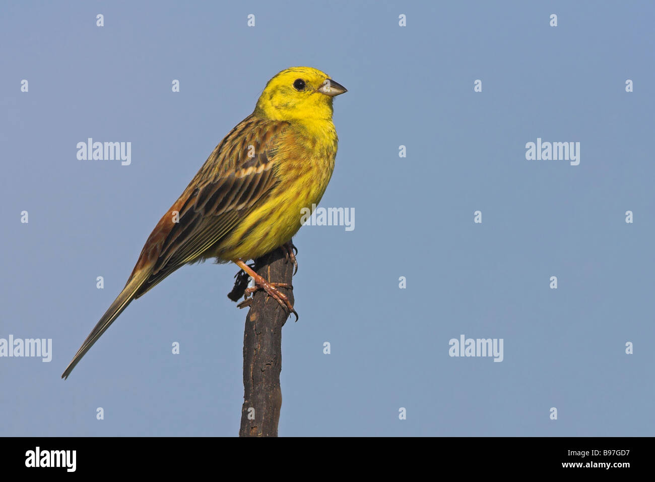 Yellowhammer hi-res stock photography and images - Alamy