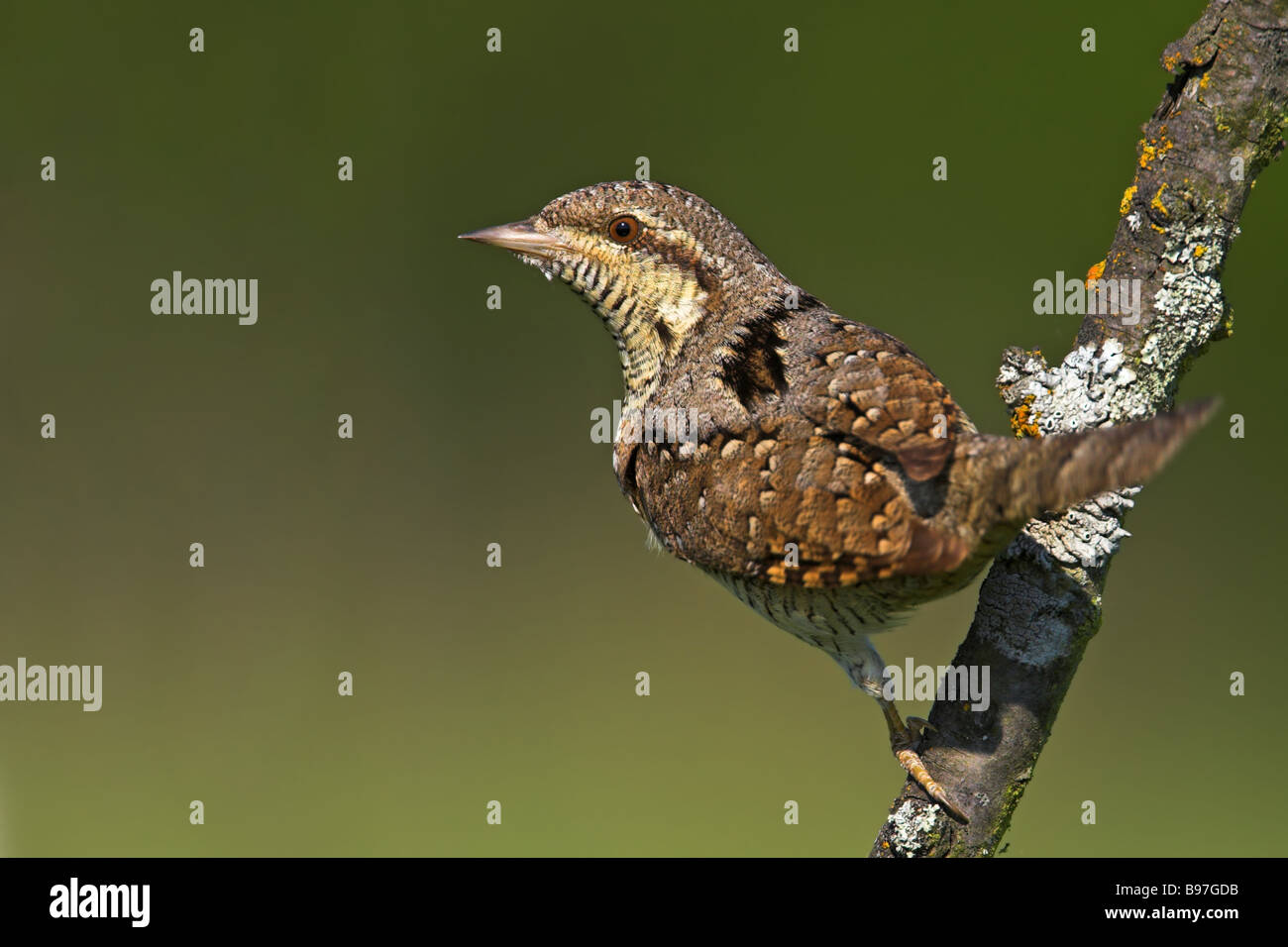 Wrynecks hi-res stock photography and images - Alamy