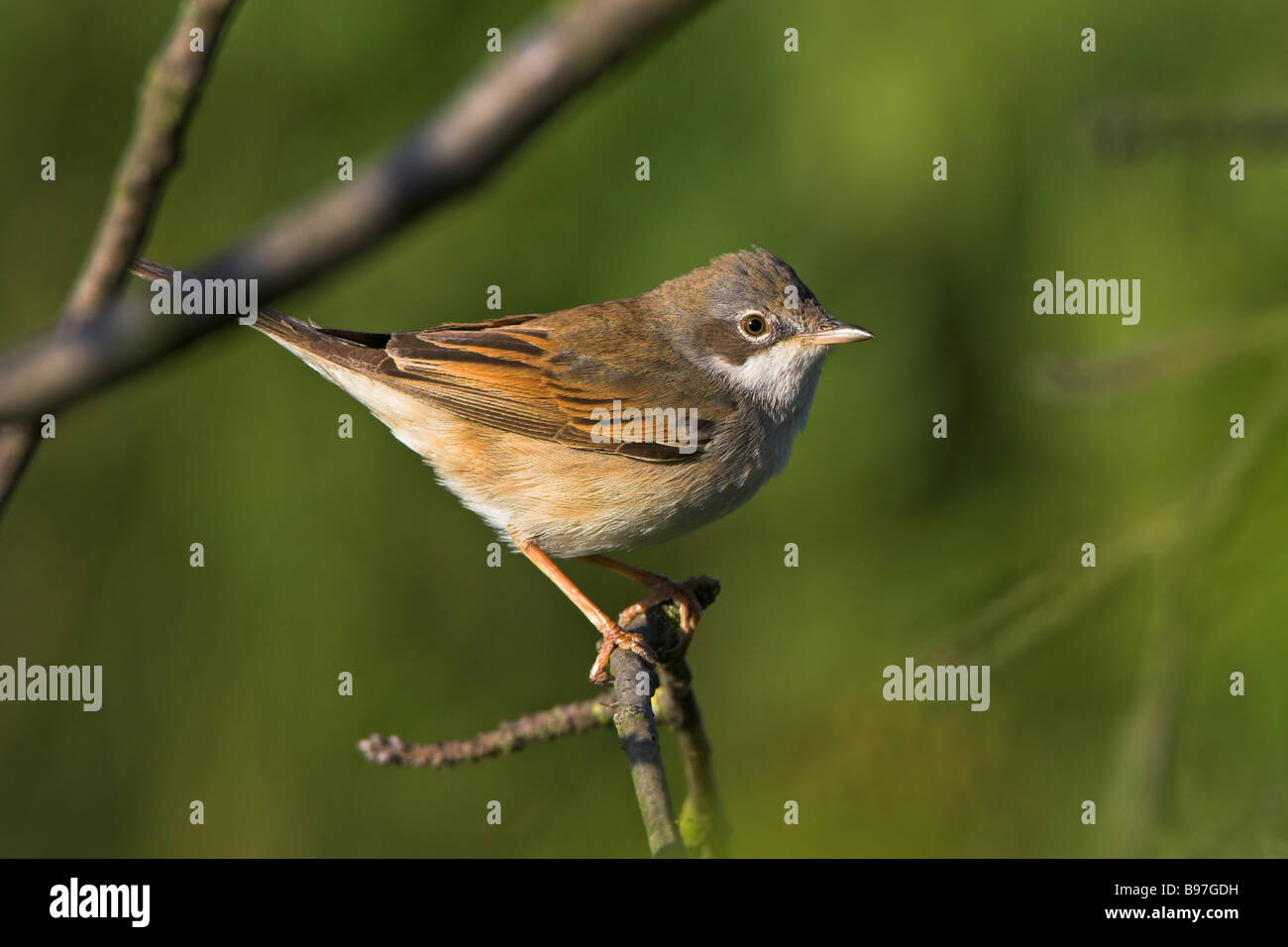 Whitethroat bird hi-res stock photography and images - Alamy