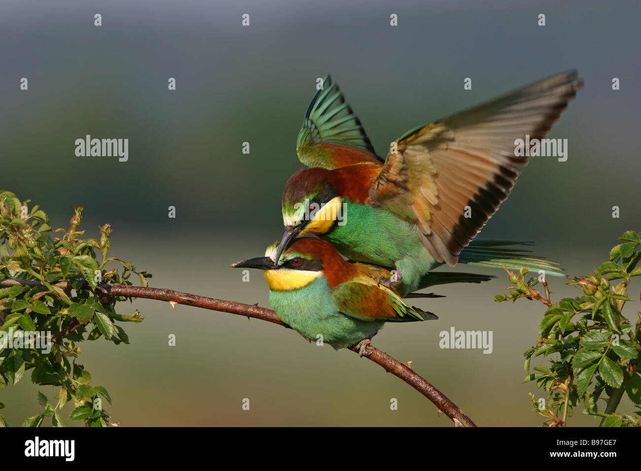 Aerial insect eater hi-res stock photography and images - Alamy