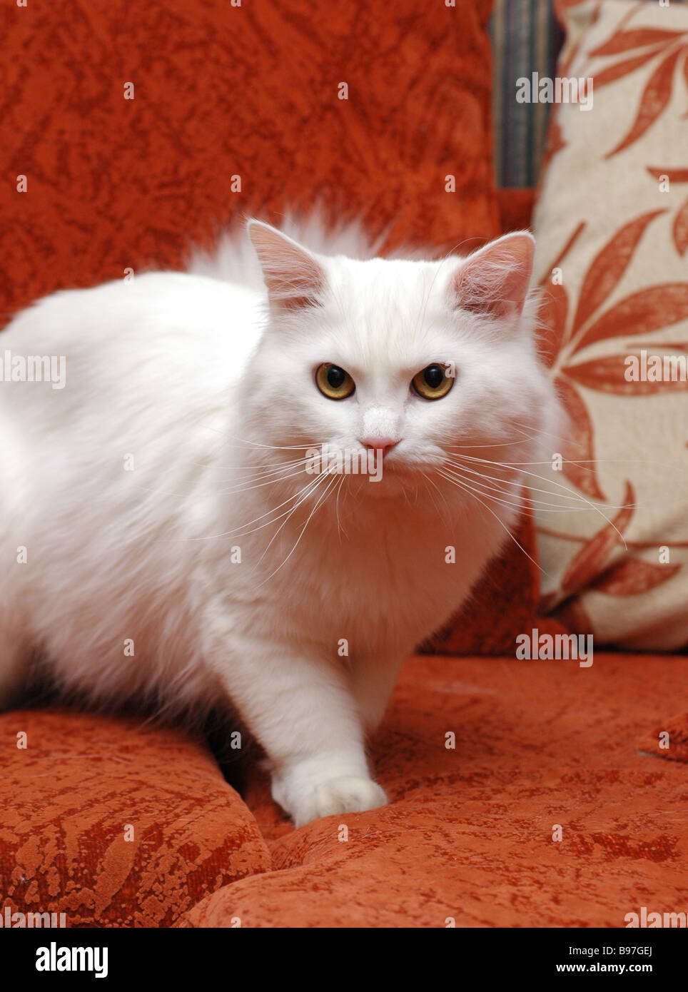 White Cat on a red Stock Photo - Alamy