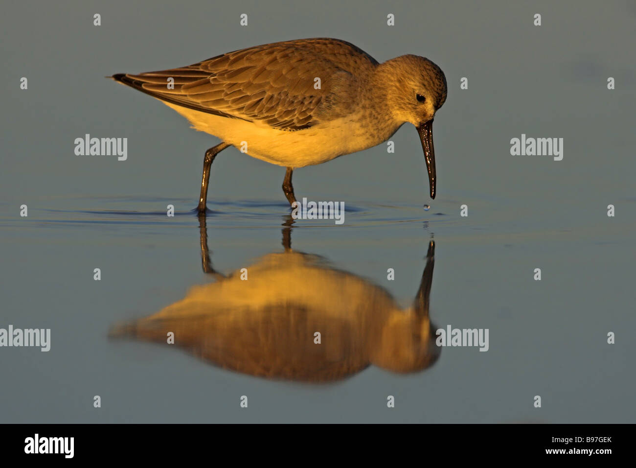 Dunlin hi-res stock photography and images - Alamy