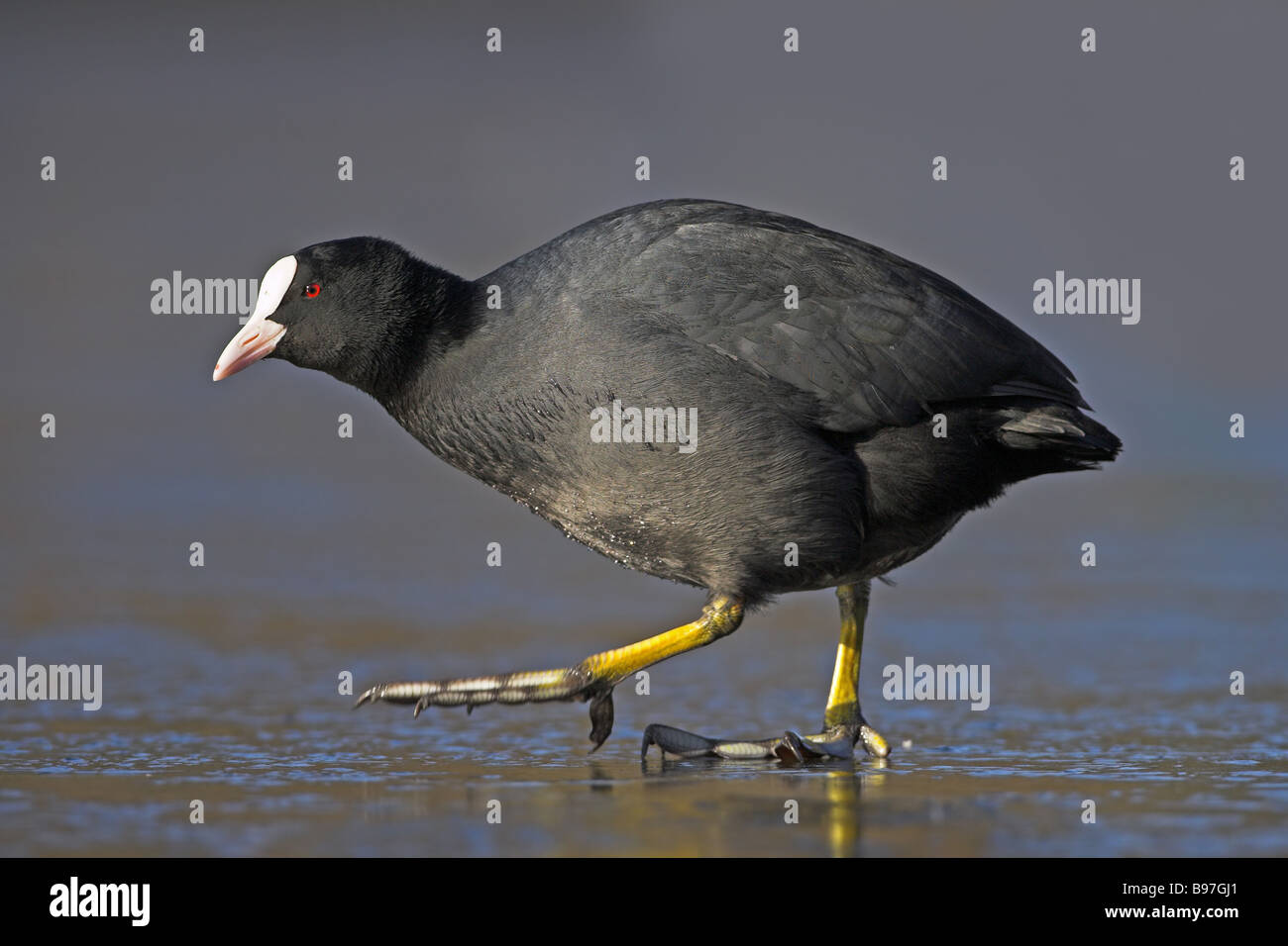 American coot nest hi-res stock photography and images - Alamy