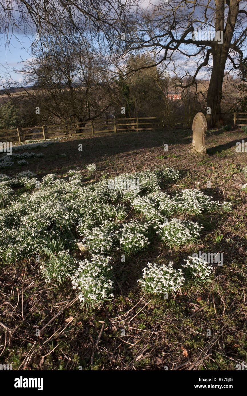 Graveyard gravestone snowdrops hi-res stock photography and images - Alamy