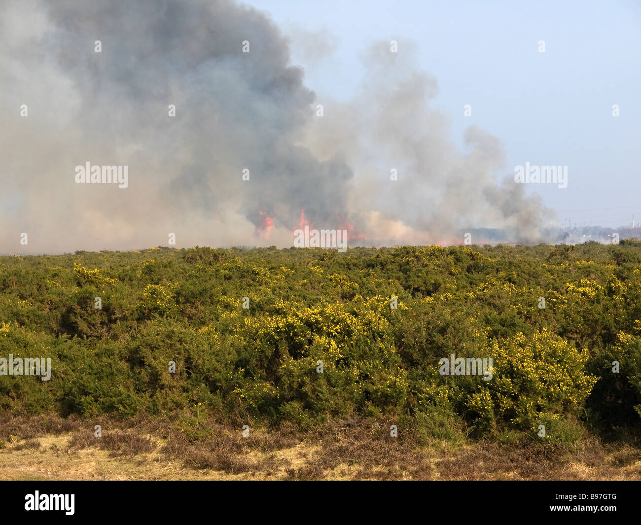 Heathland in the new forest hi-res stock photography and images - Alamy