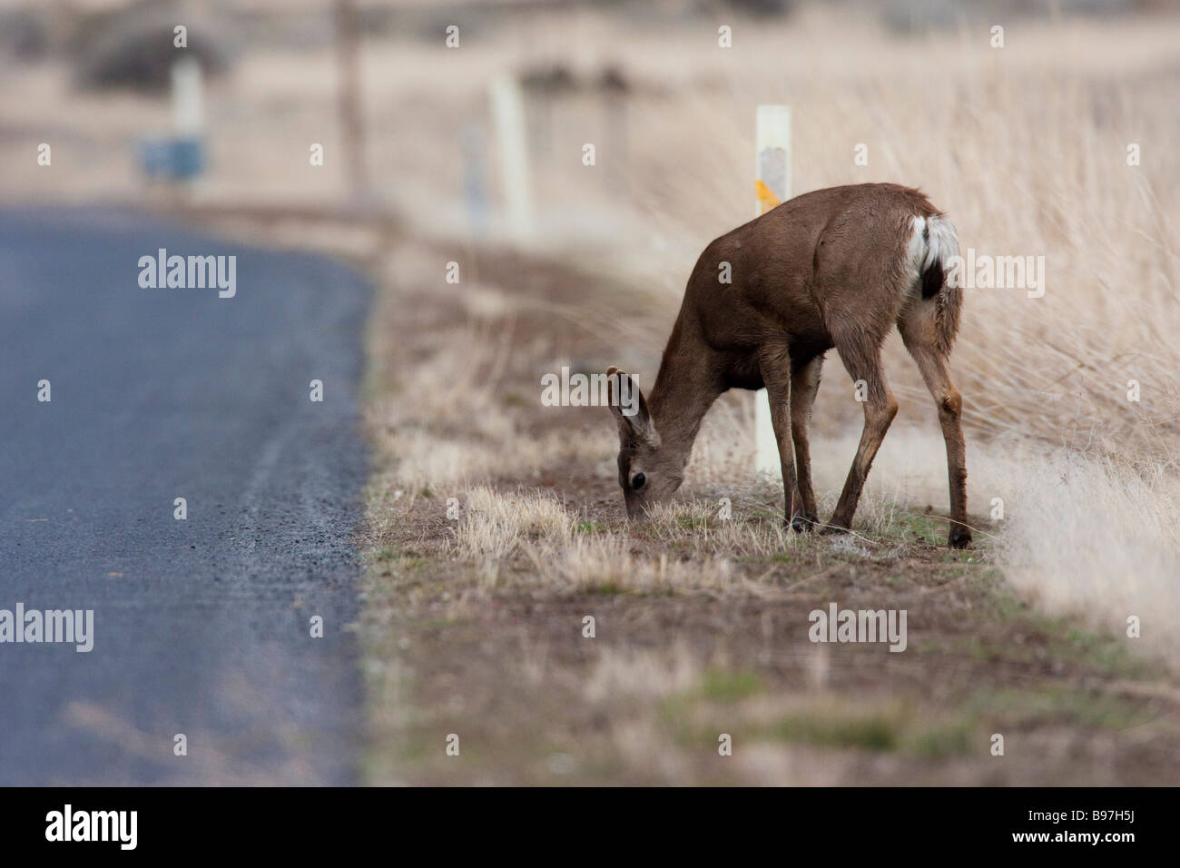 Adult mule hi-res stock photography and images - Alamy