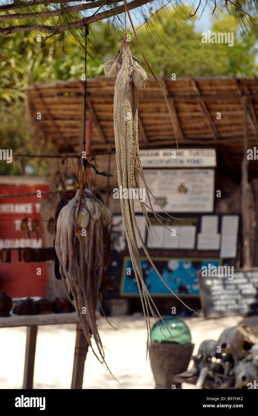 The octopus suspended on the rope Stock Photo - Alamy