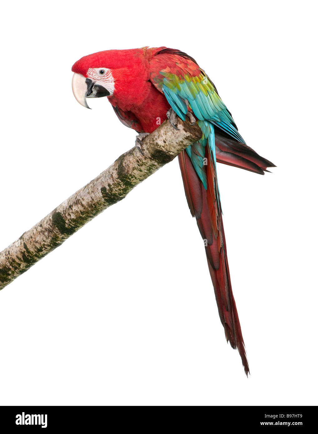 Side view macaw Cut Out Stock Images & Pictures - Alamy