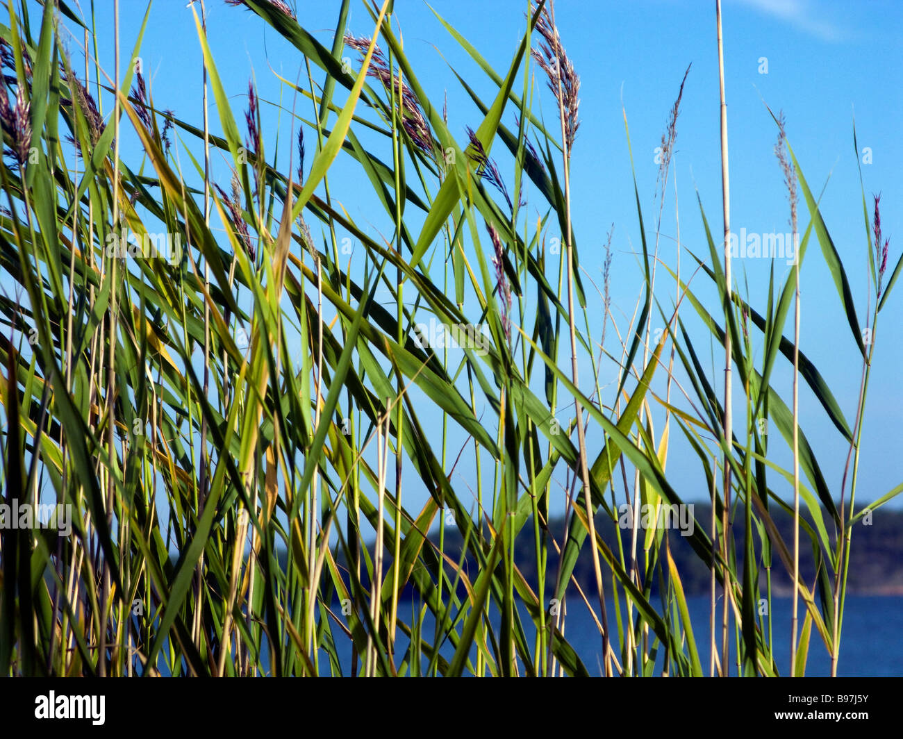Archipelago with grass hi-res stock photography and images - Alamy