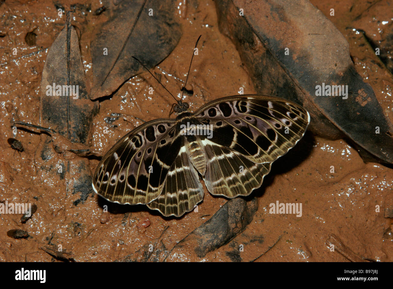 Common pathfinder butterfly Catuna crithea Nymphalidae mud puddling in ...