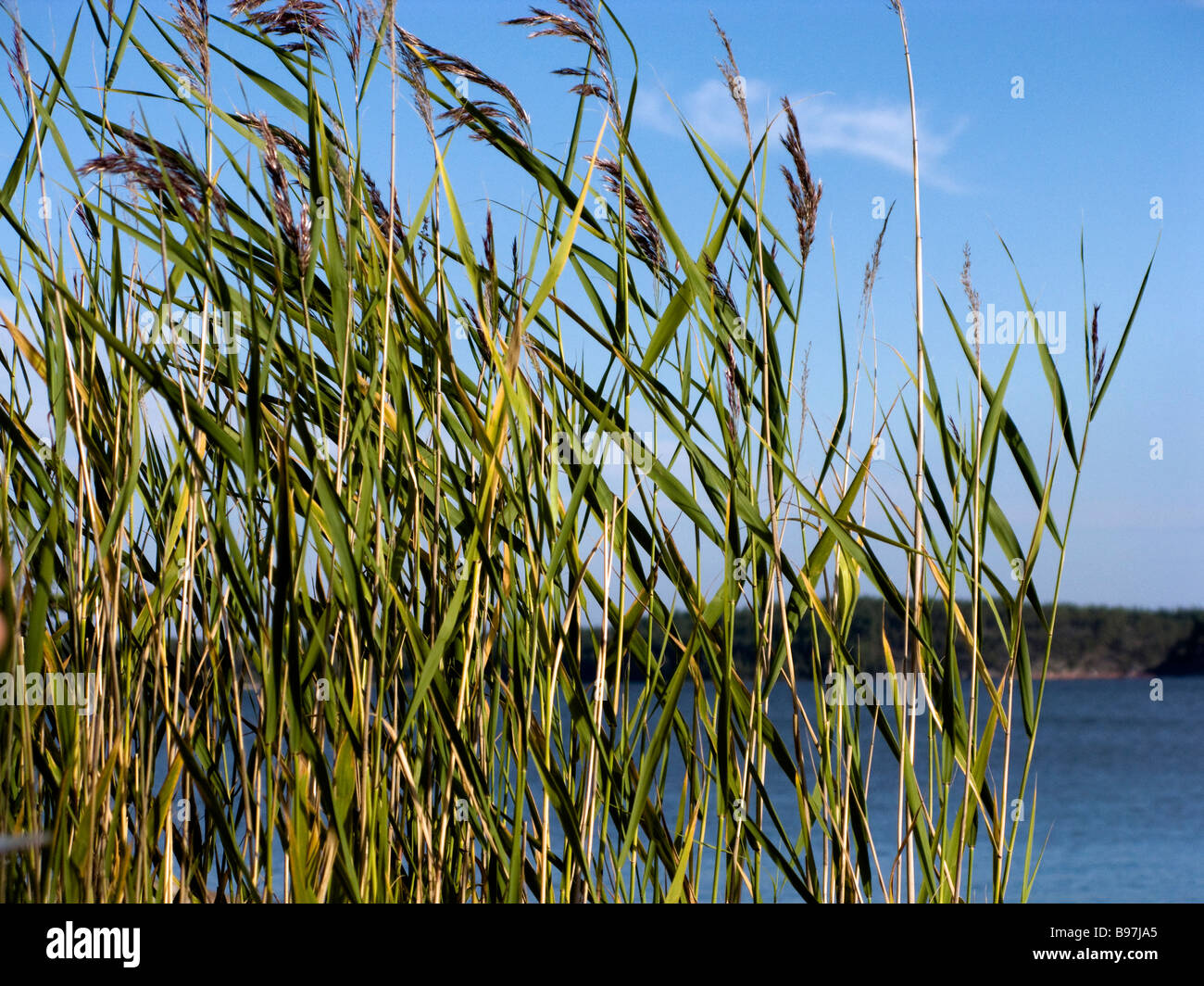 Archipelago with grass hi-res stock photography and images - Alamy