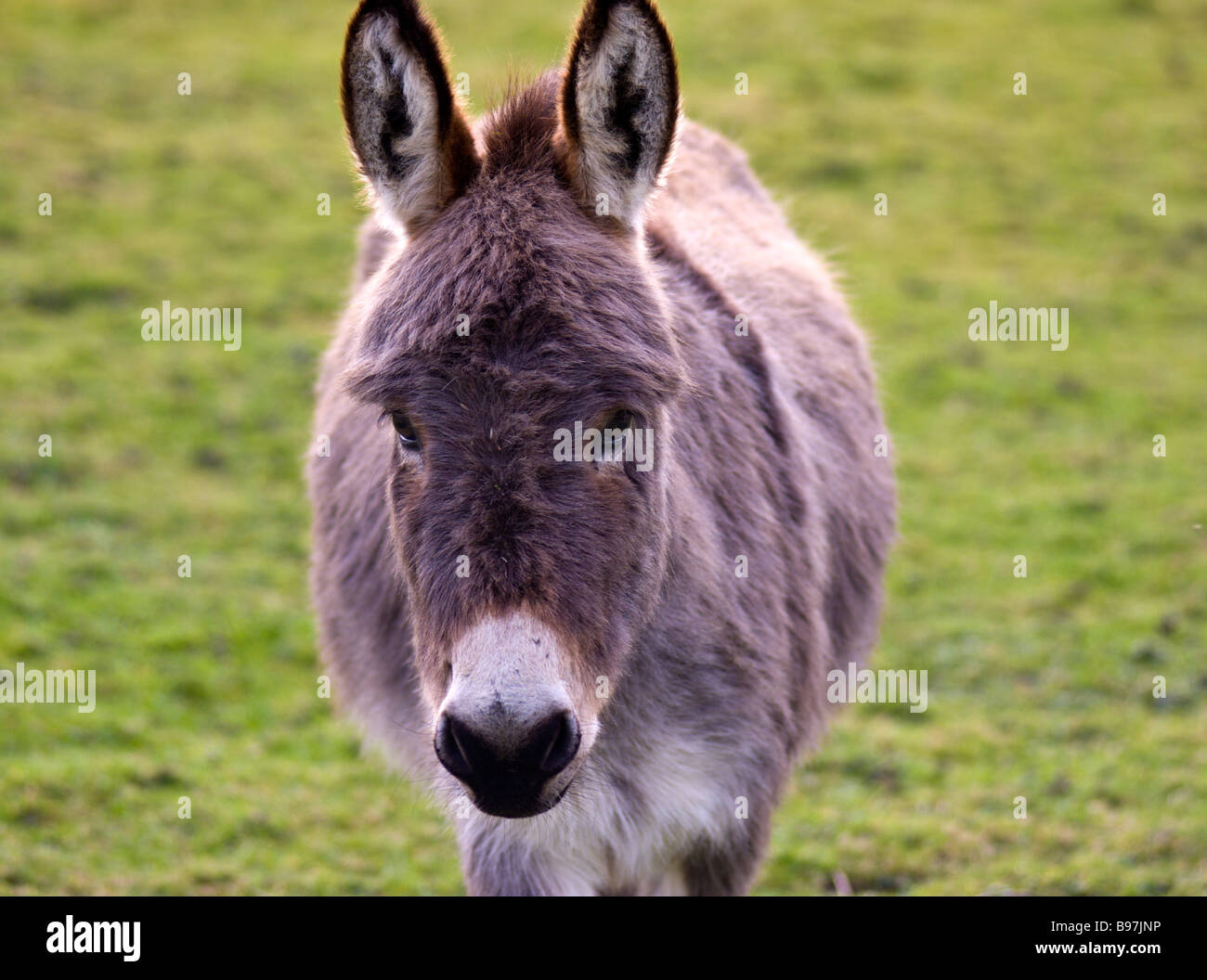 Donkey feed hi-res stock photography and images - Alamy