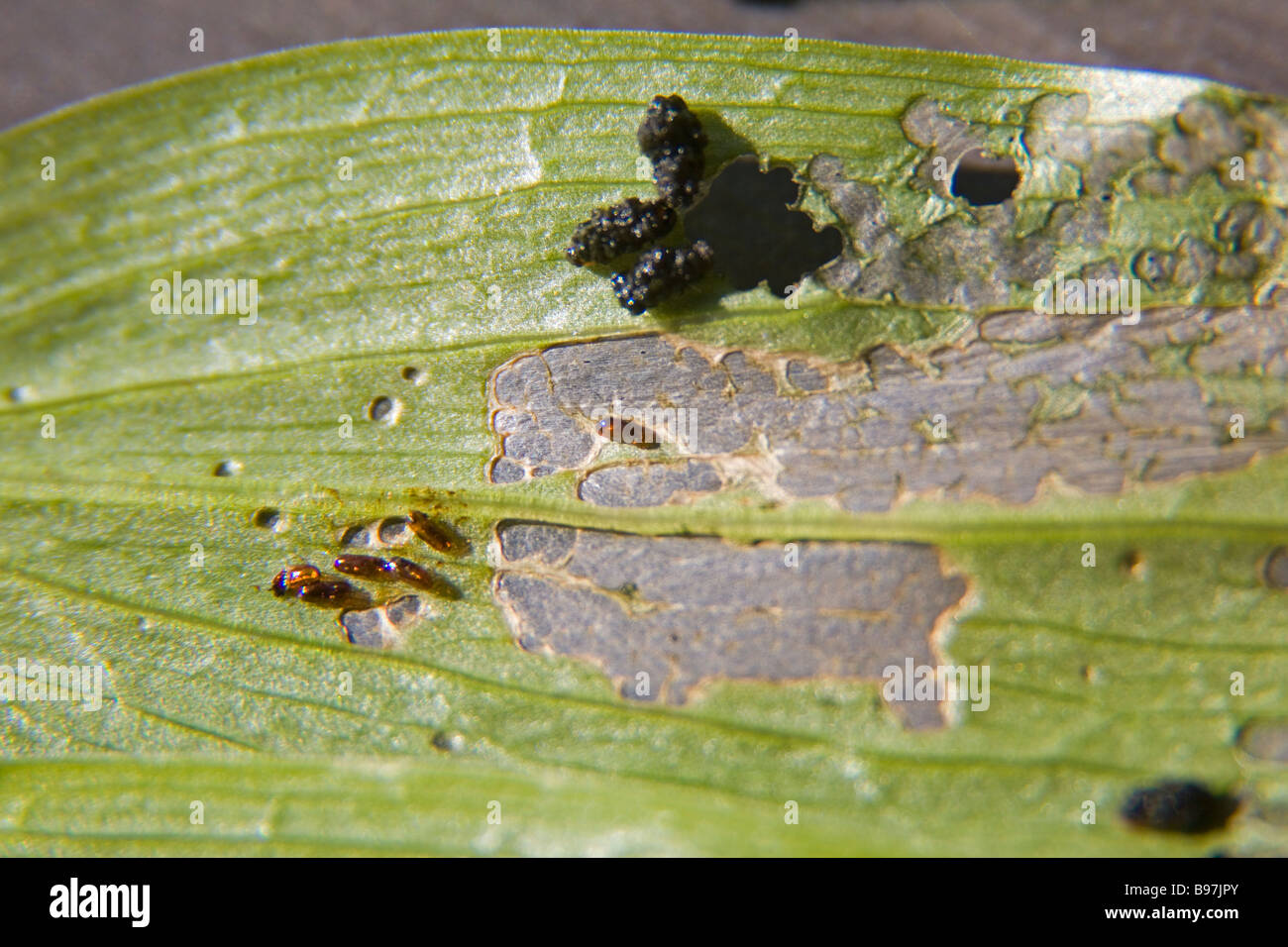 Lily beetle larvae hi-res stock photography and images - Alamy