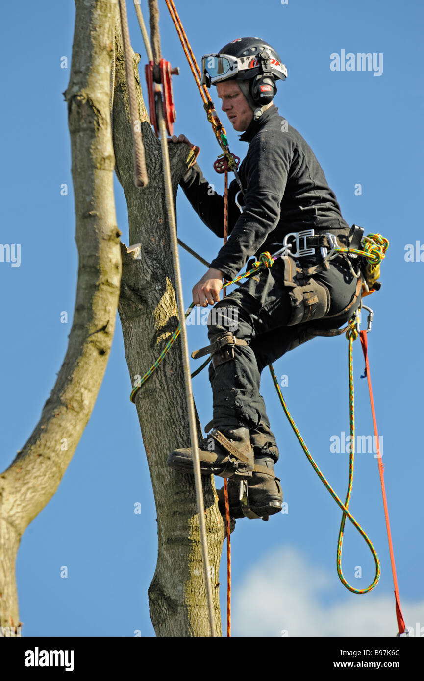 Scaling tree hi-res stock photography and images - Alamy