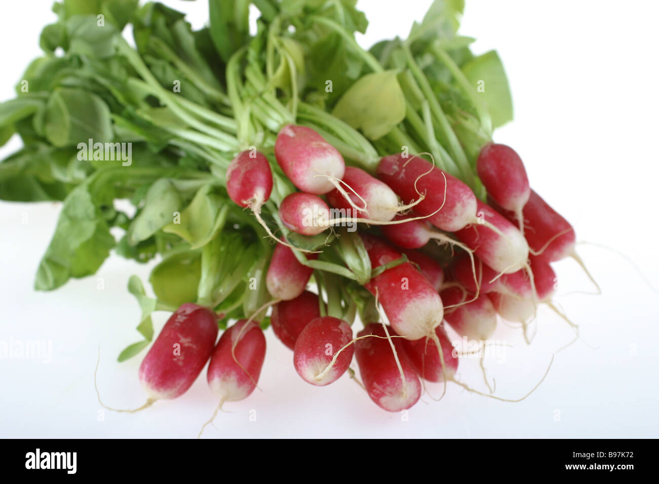 bunch of radish plants Stock Photo - Alamy