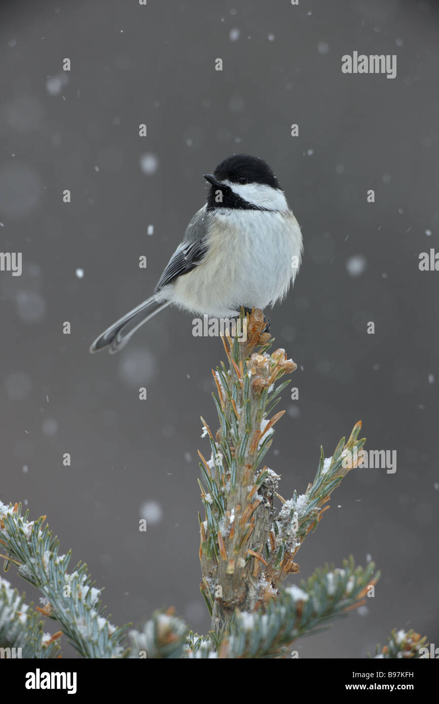 Black capped chickadee snow hi-res stock photography and images - Alamy