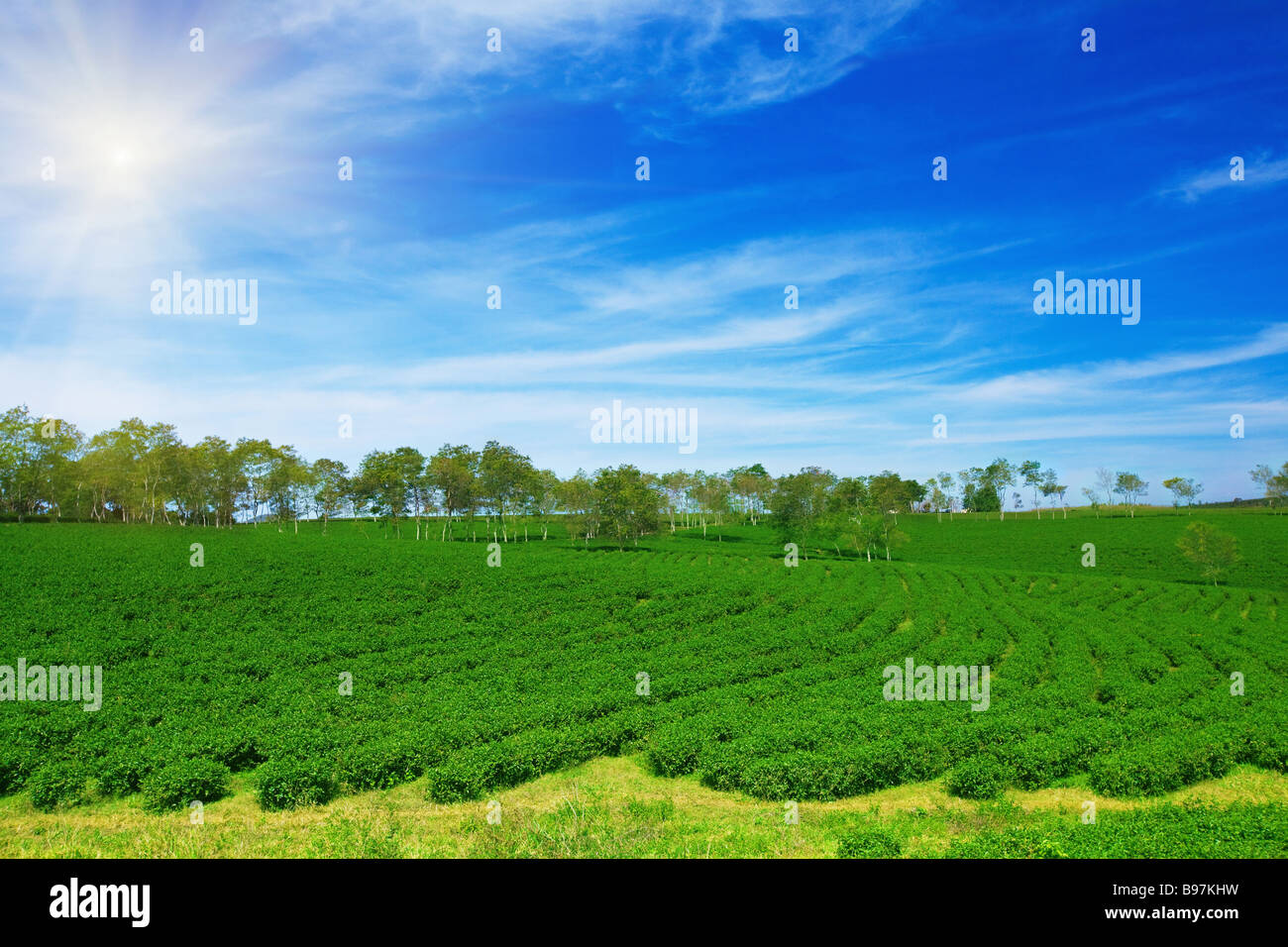 Tea plantation on central highland in Vietnam Stock Photo - Alamy