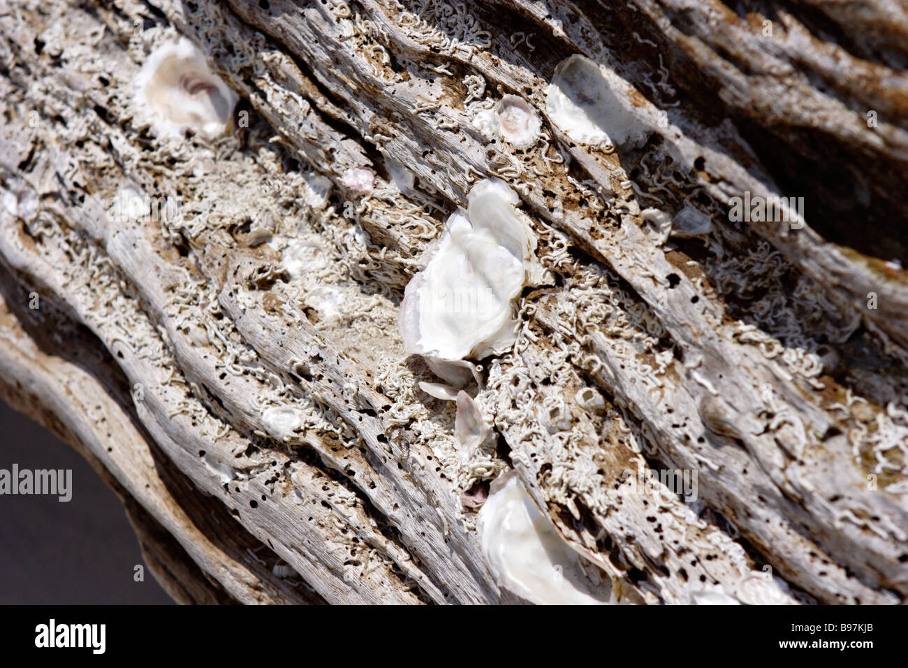 Tree trunk shells ilha atalaia hi-res stock photography and images - Alamy